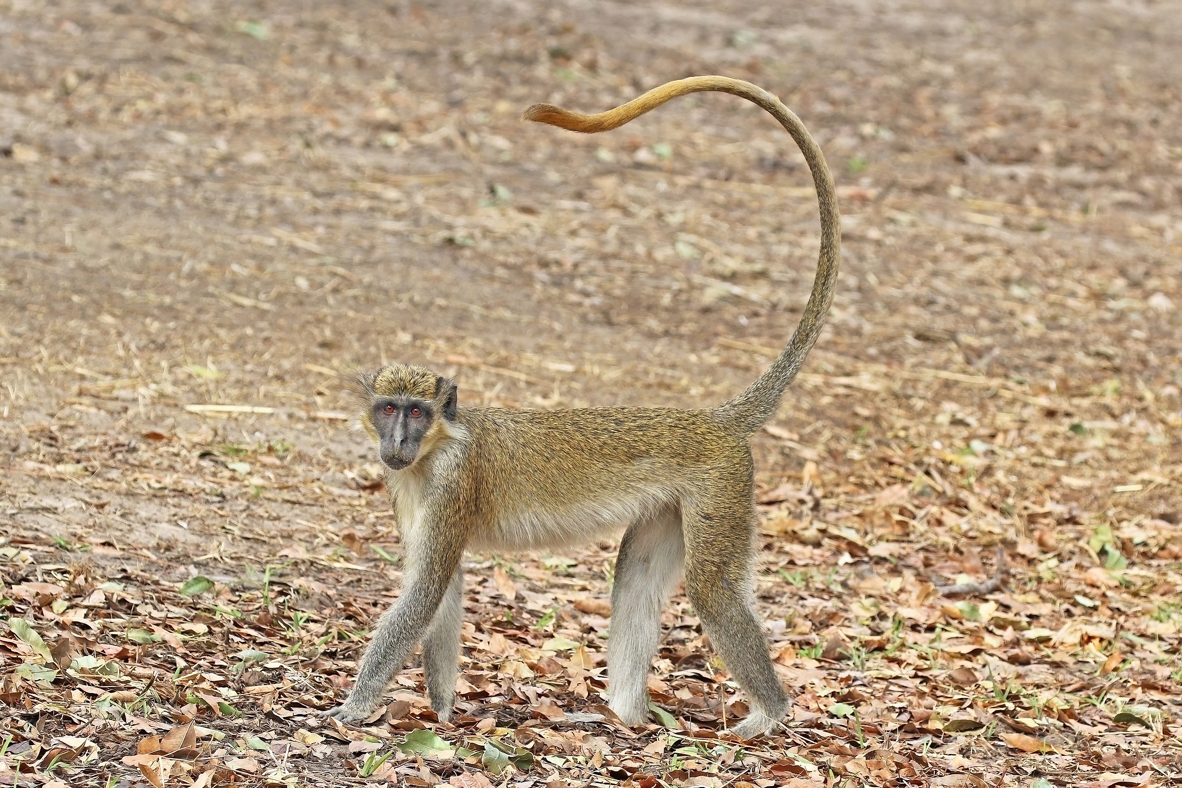 Green Monkey | Natural Atlas
