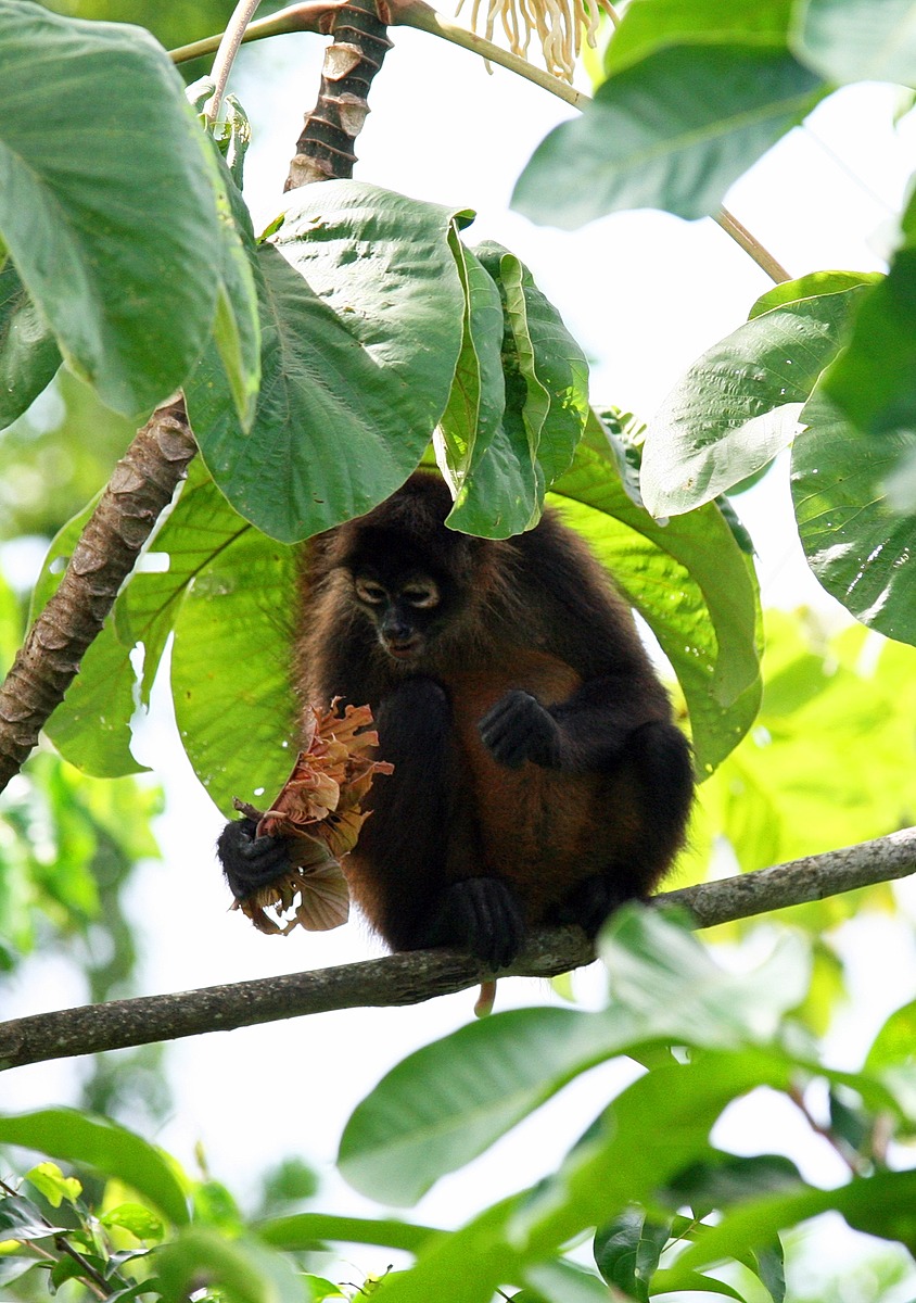 Geoffroy's Spider Monkey | Natural Atlas