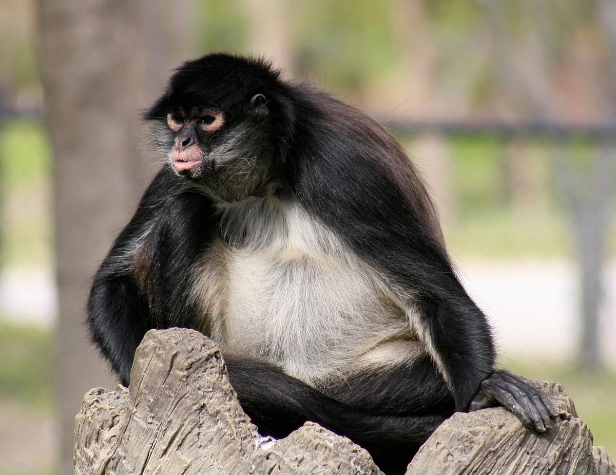Mexican Spider Monkey | Natural Atlas