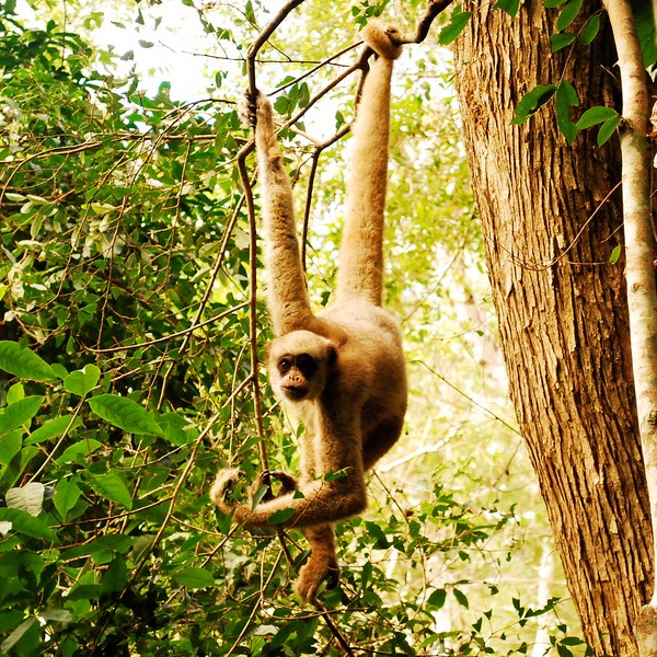 Wooly Spider Monkeys | Natural Atlas