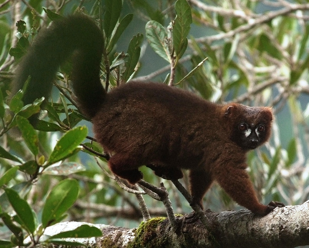 Red-Bellied Lemur | Natural Atlas