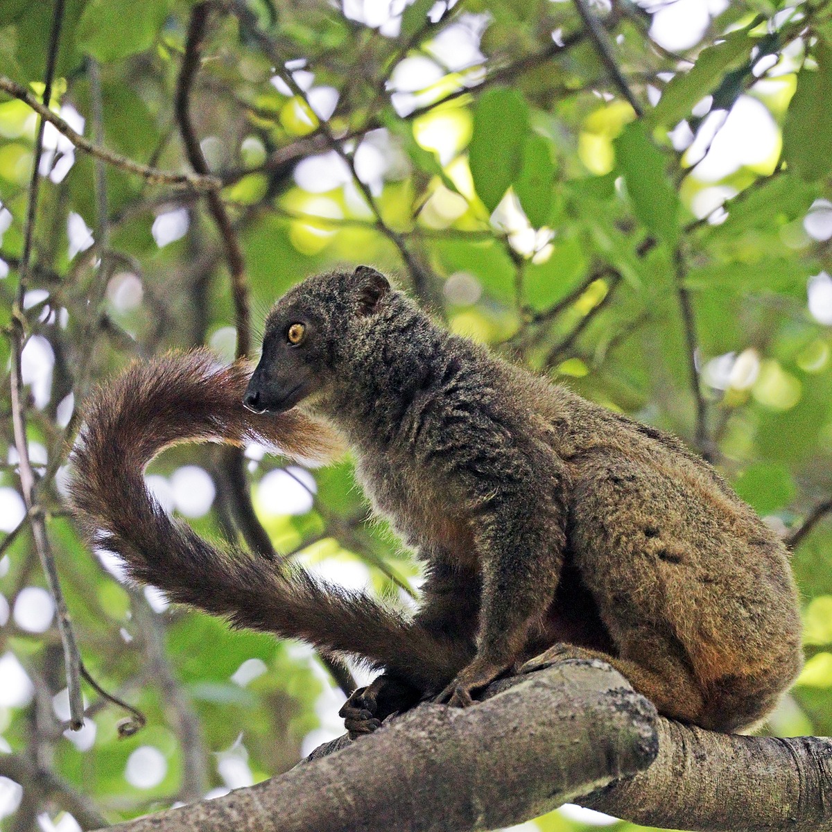 True Lemur | Natural Atlas