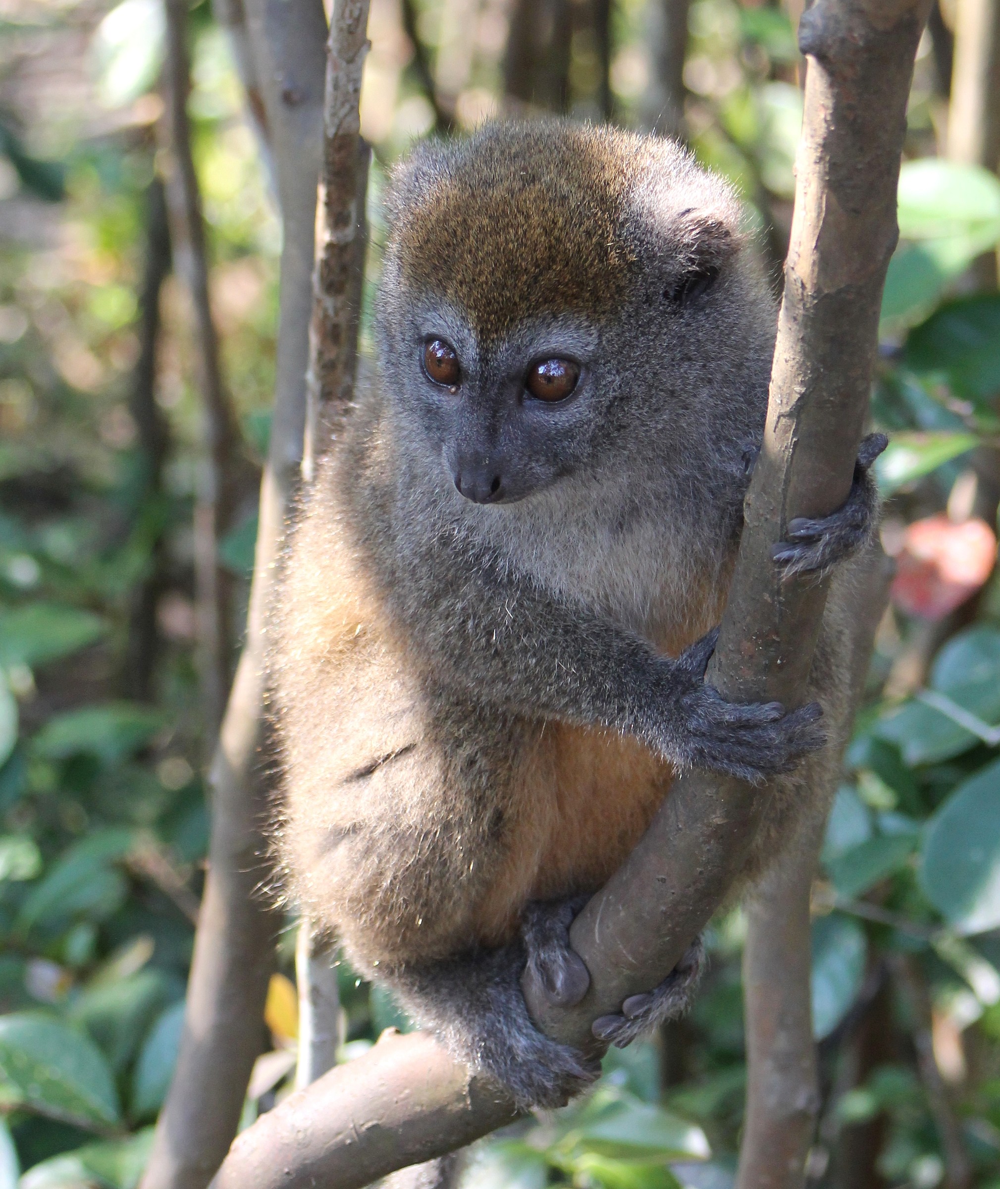Eastern Lesser Bamboo Lemur | Natural Atlas