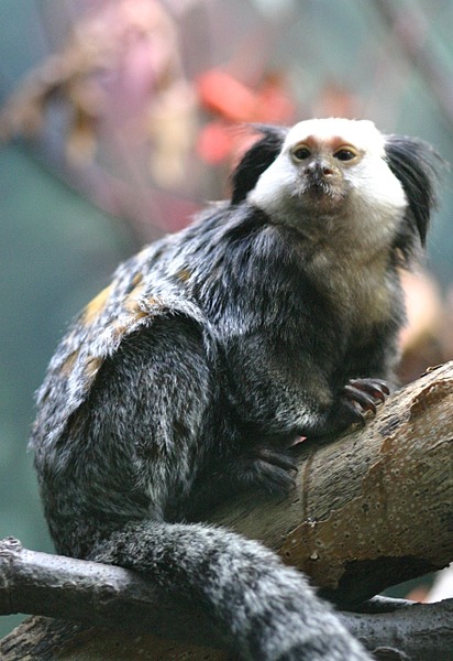 Callitrichidae | Natural Atlas