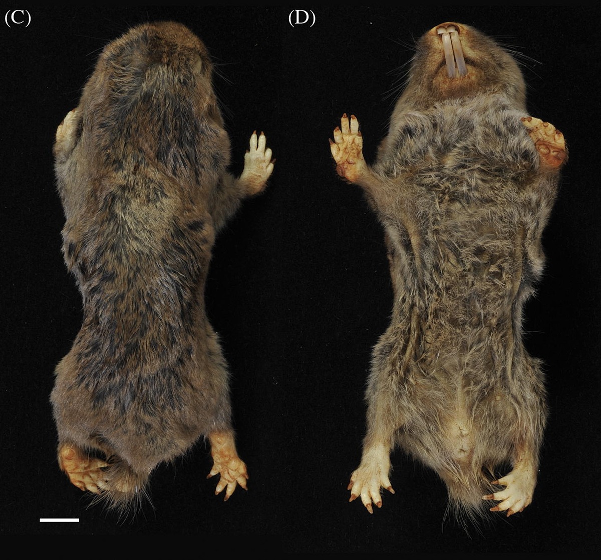 Mole Rats | Natural Atlas