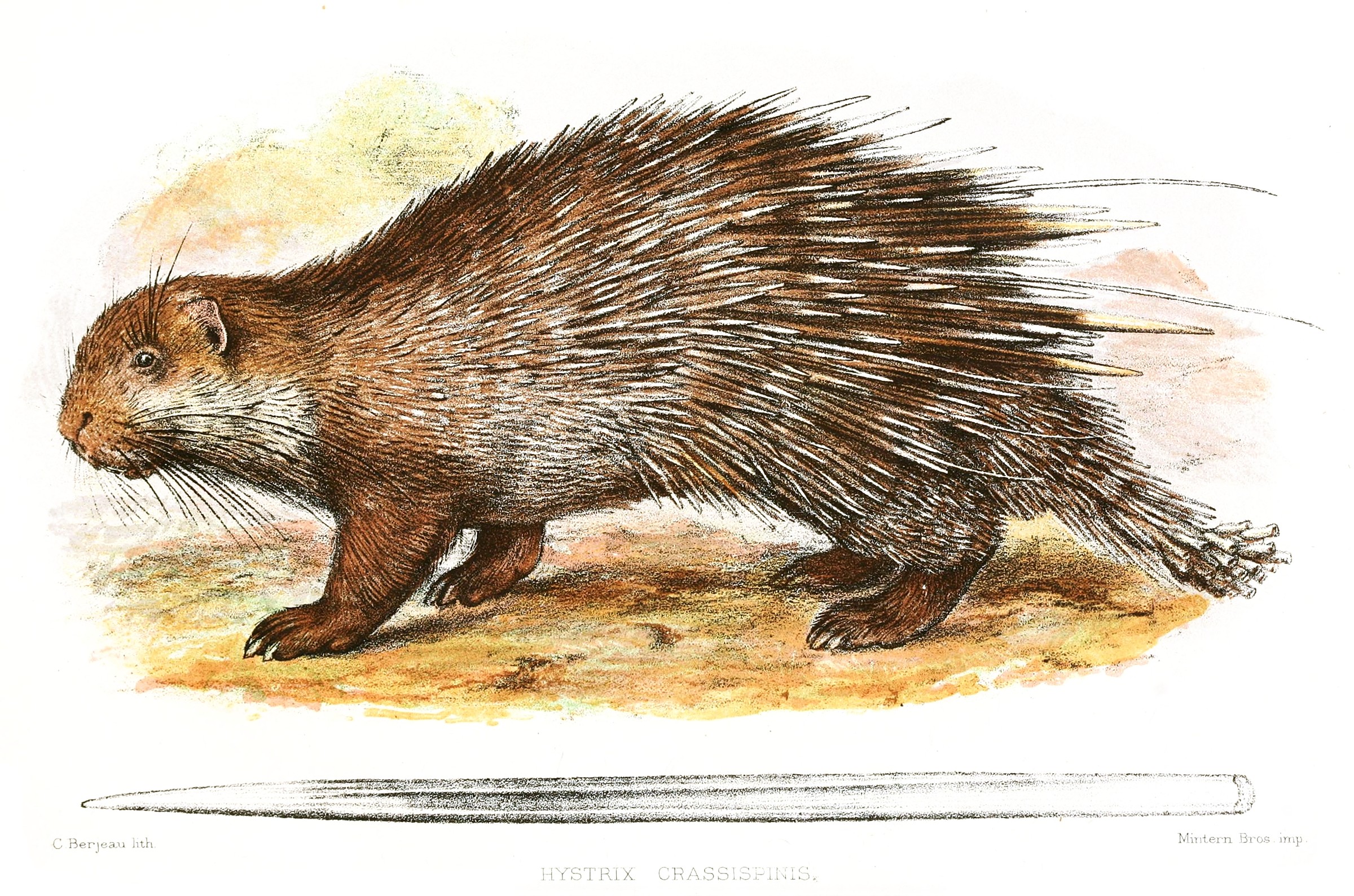 Old World Porcupines | Natural Atlas