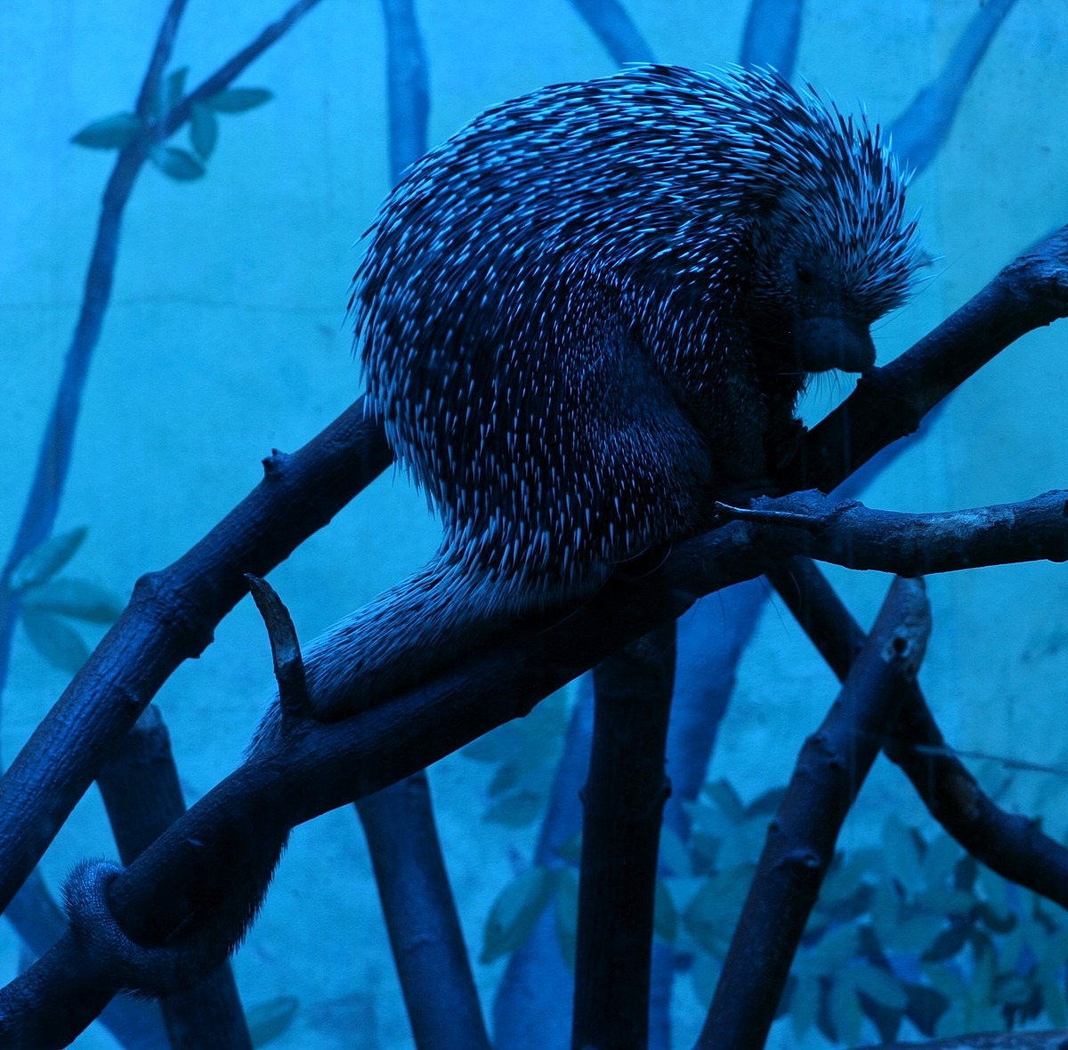 New World Porcupines | Natural Atlas