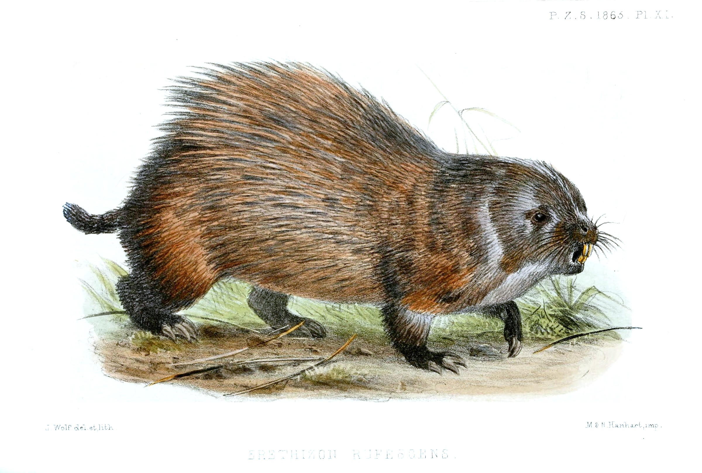 New World Porcupines | Natural Atlas