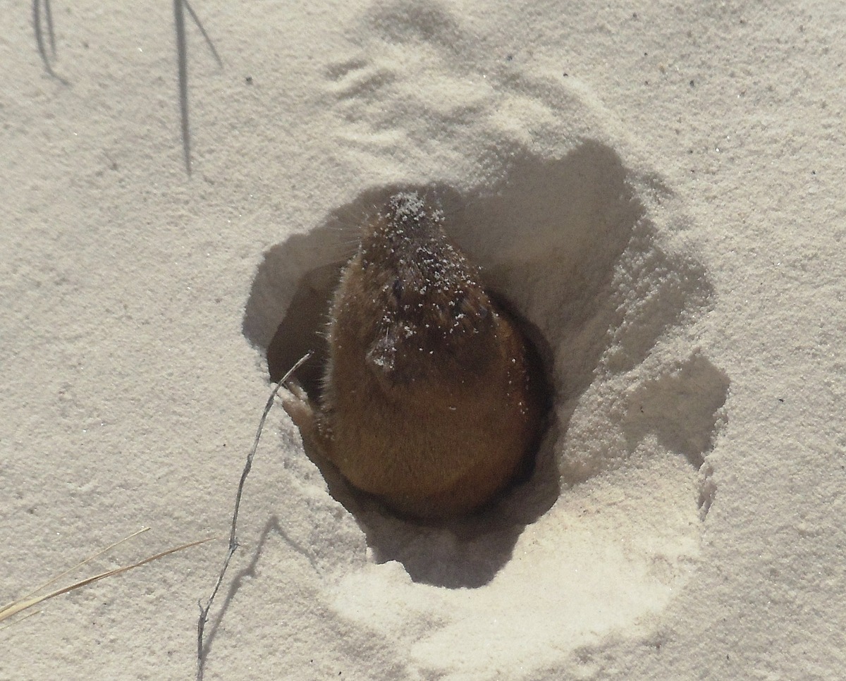 Pocket Gophers | Natural Atlas