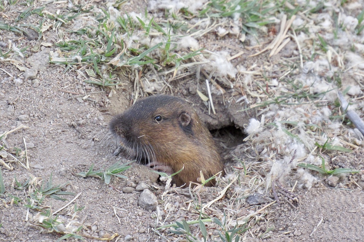 Southern Pocket Gopher | Natural Atlas