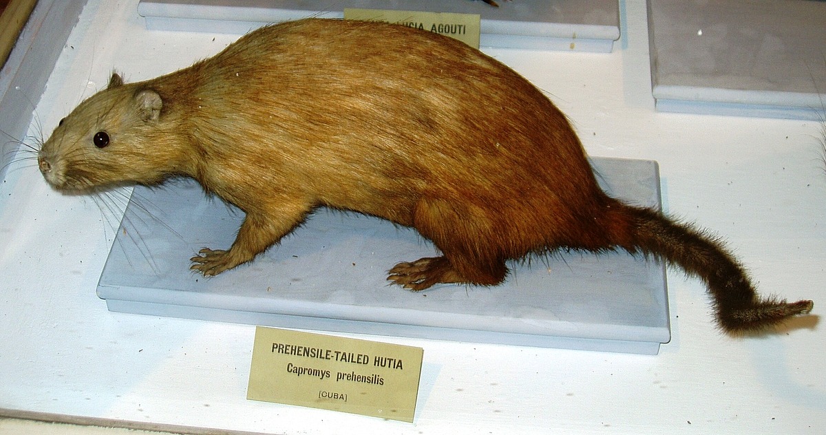 Hutias | Natural Atlas