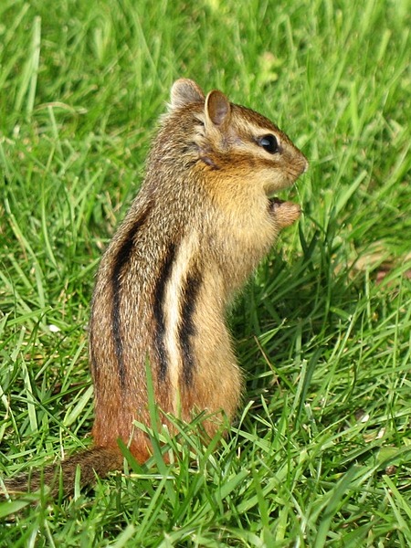 Eastern Chipmunk | Natural Atlas