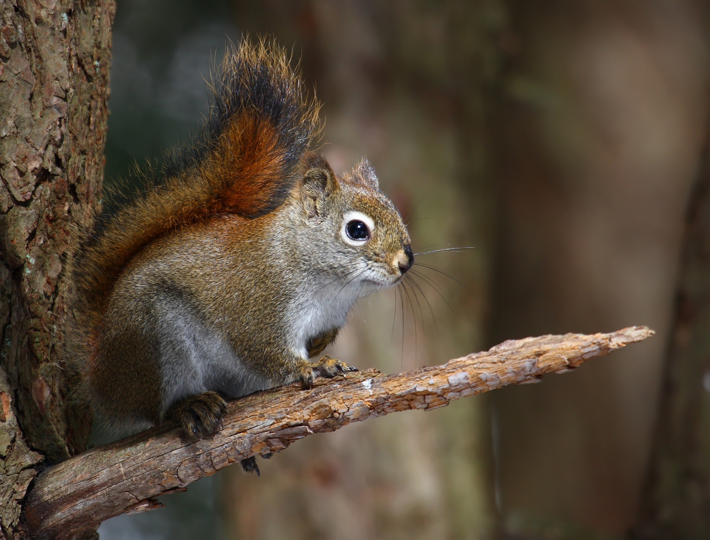 American Red Squirrel | Natural Atlas