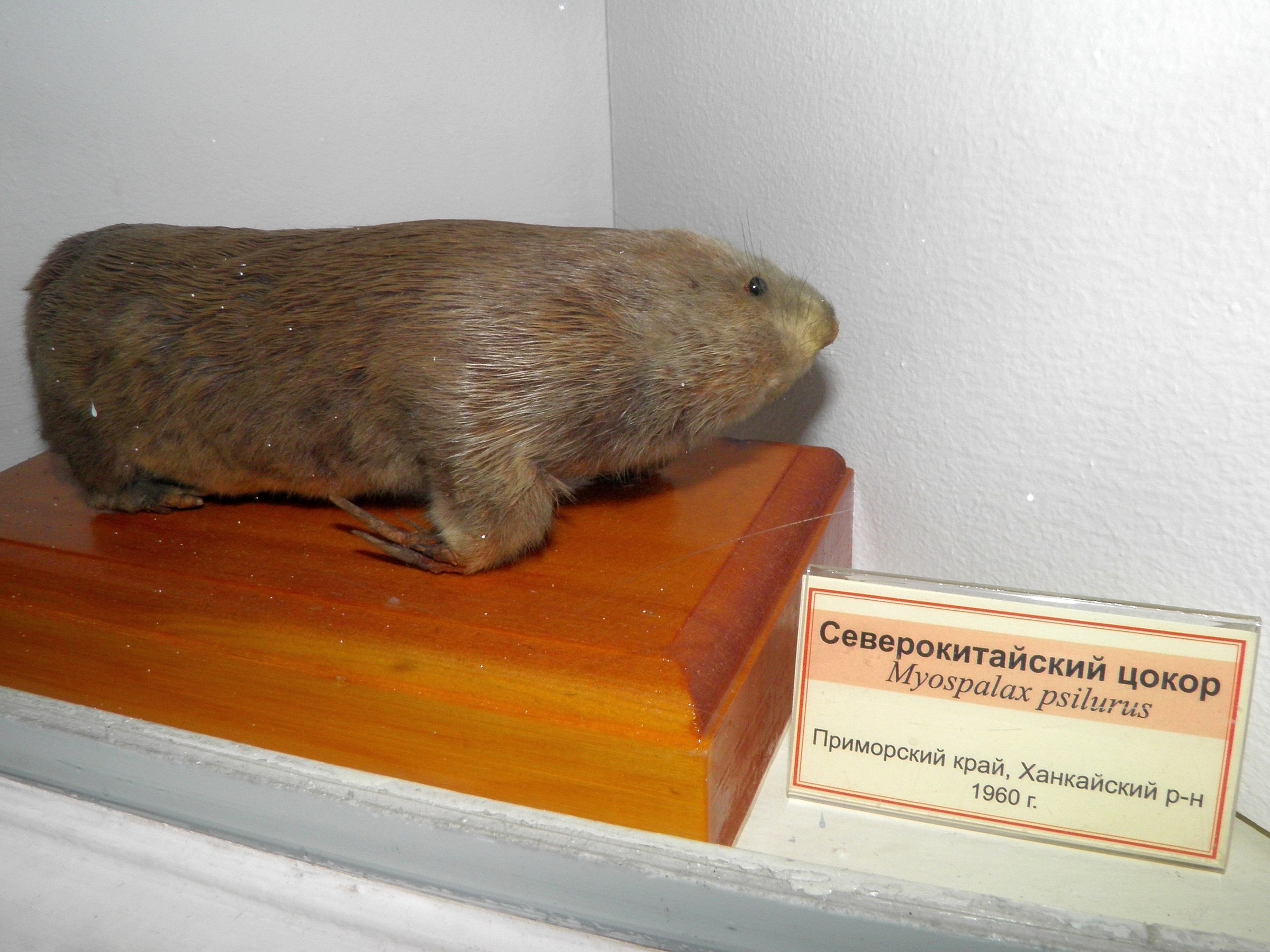 Zokors | Natural Atlas