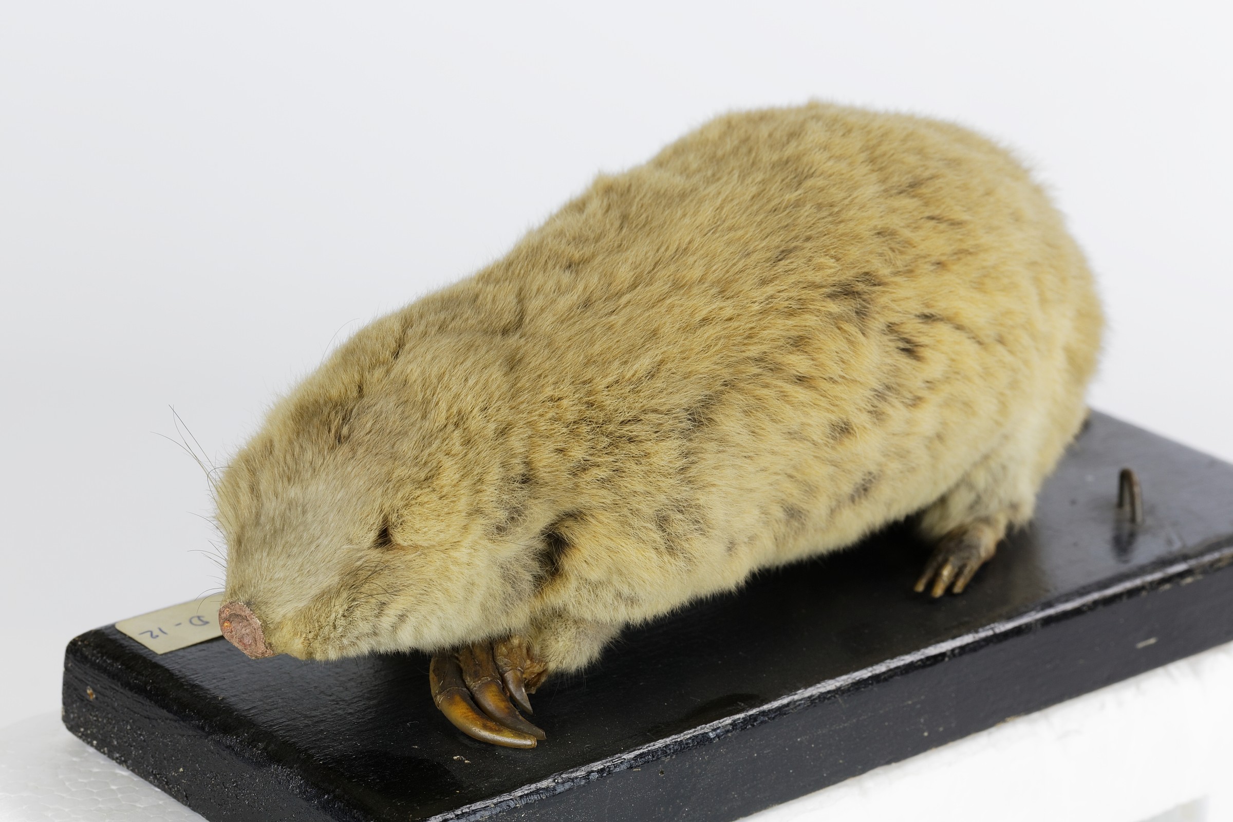 Zokors | Natural Atlas