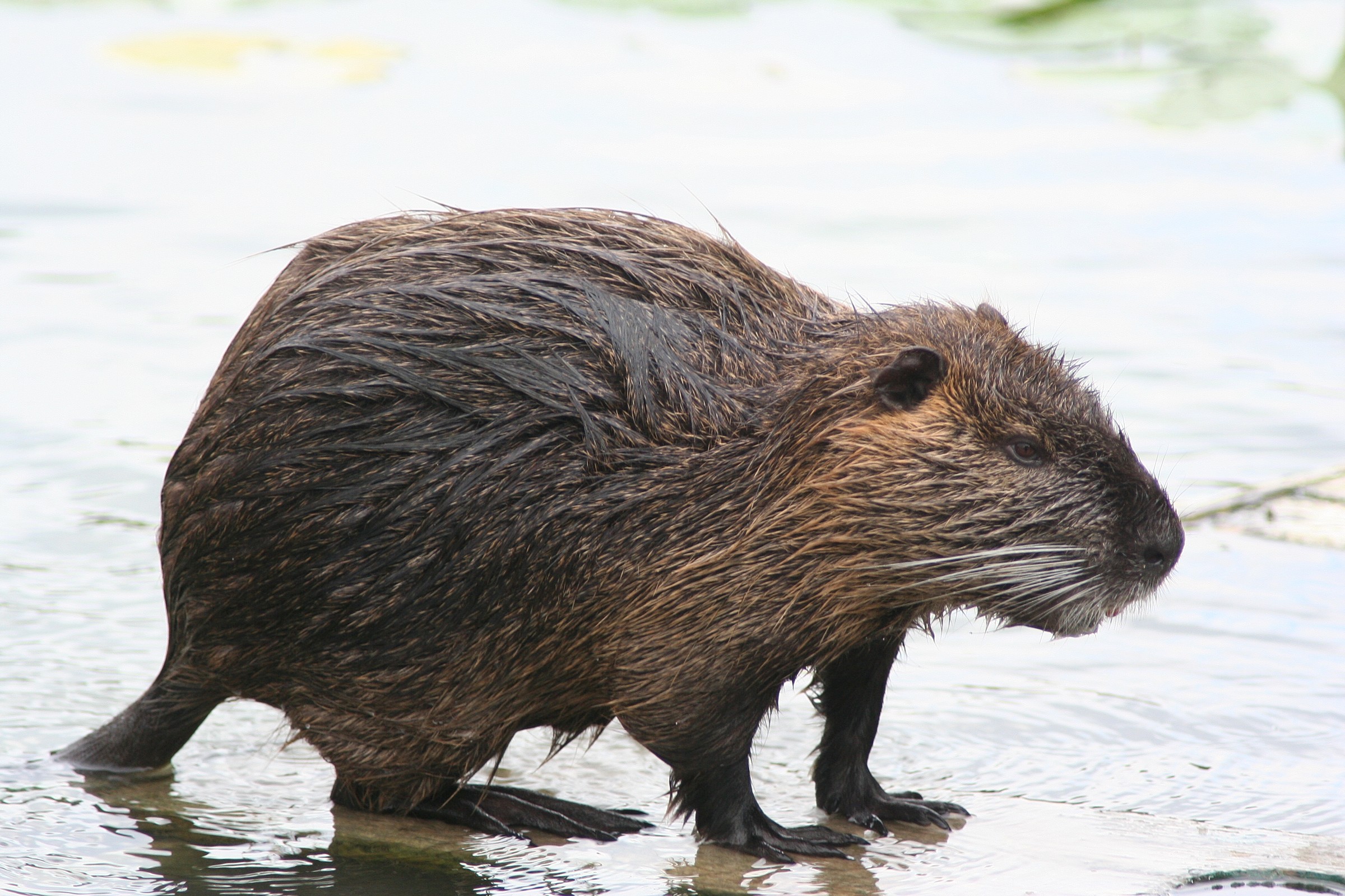 Coypu | Natural Atlas