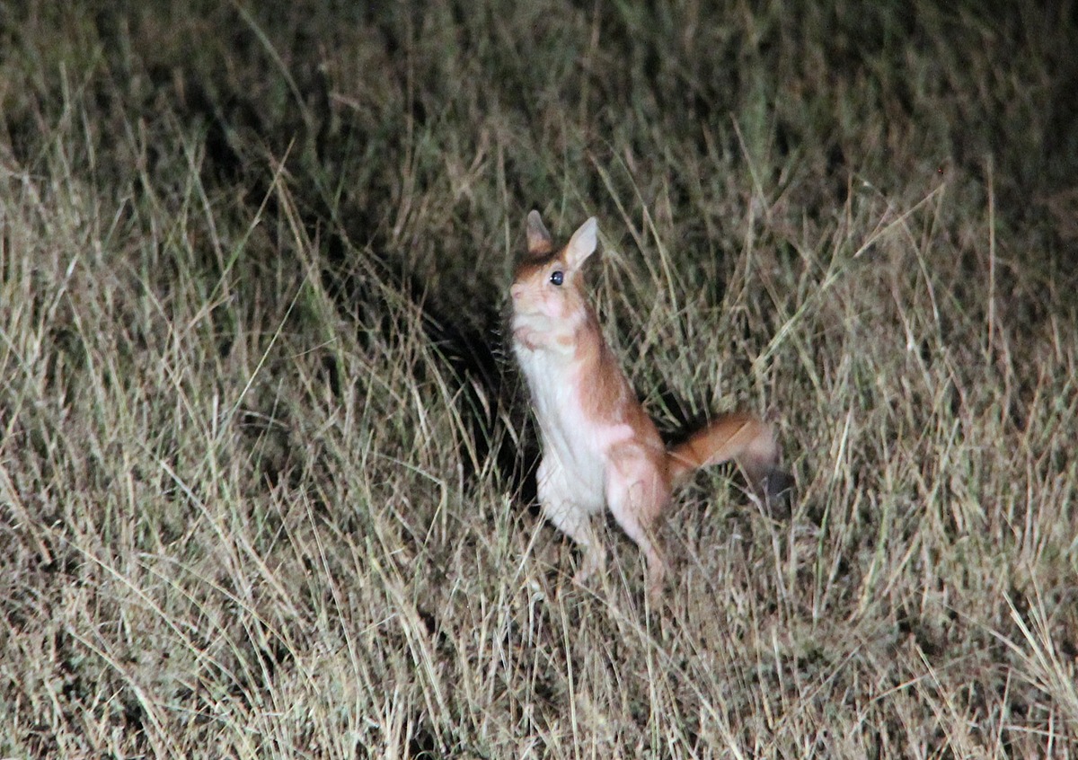 Springhares | Natural Atlas