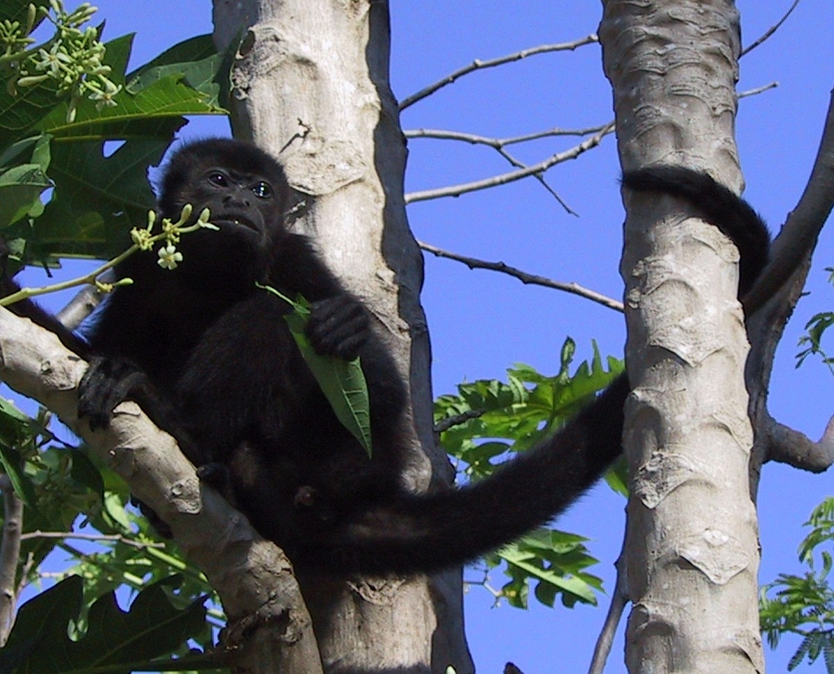 Guatemalan Black Howler | Natural Atlas