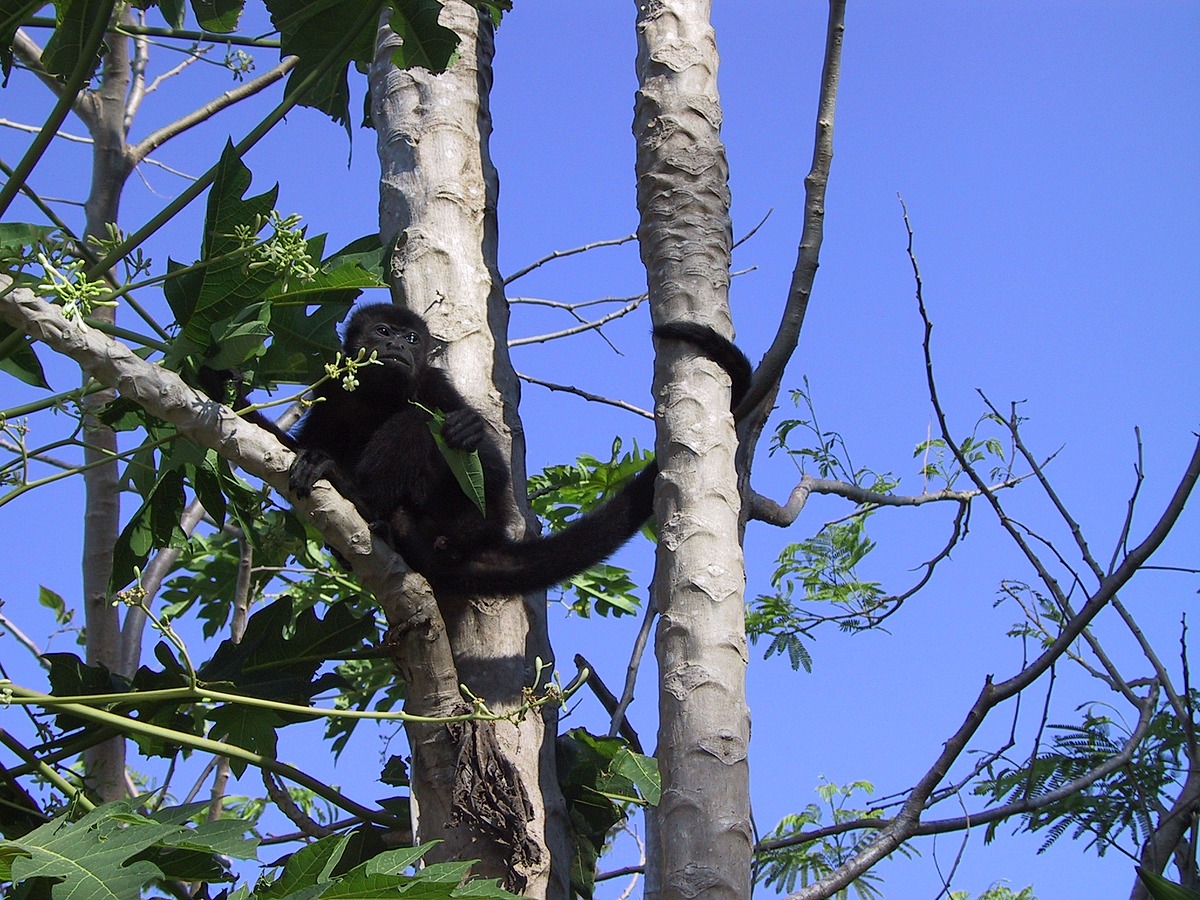 Guatemalan Black Howler | Natural Atlas