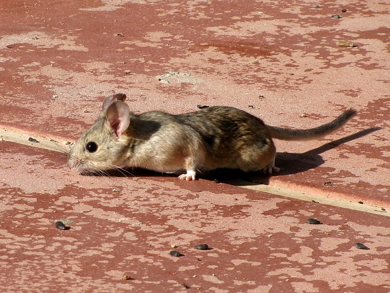 Desert Woodrat | Natural Atlas