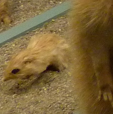 Greater Egyptian Gerbil | Natural Atlas