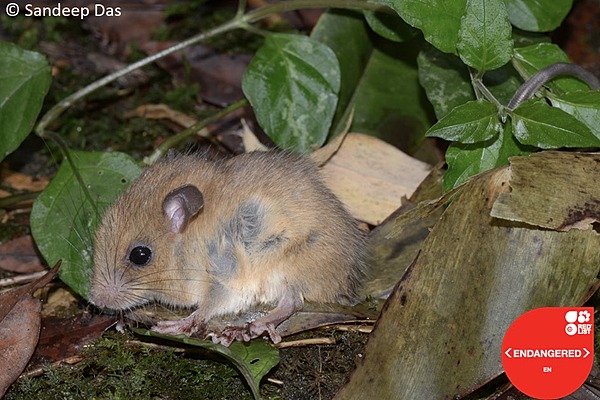 Climbing Mouse | Natural Atlas
