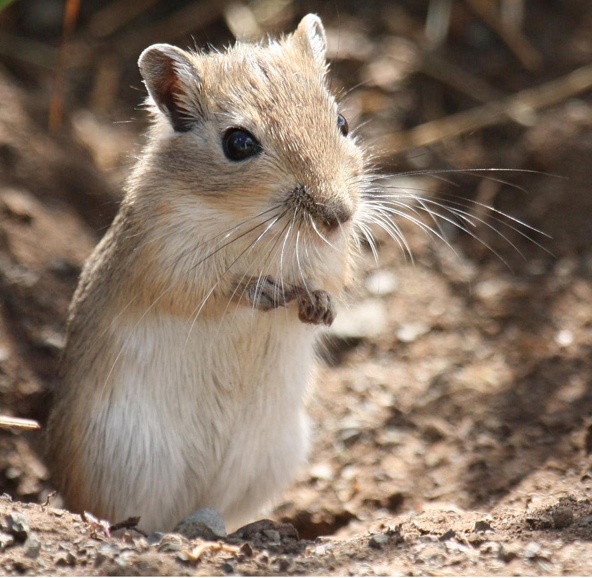 Mongolian Gerbil | Natural Atlas