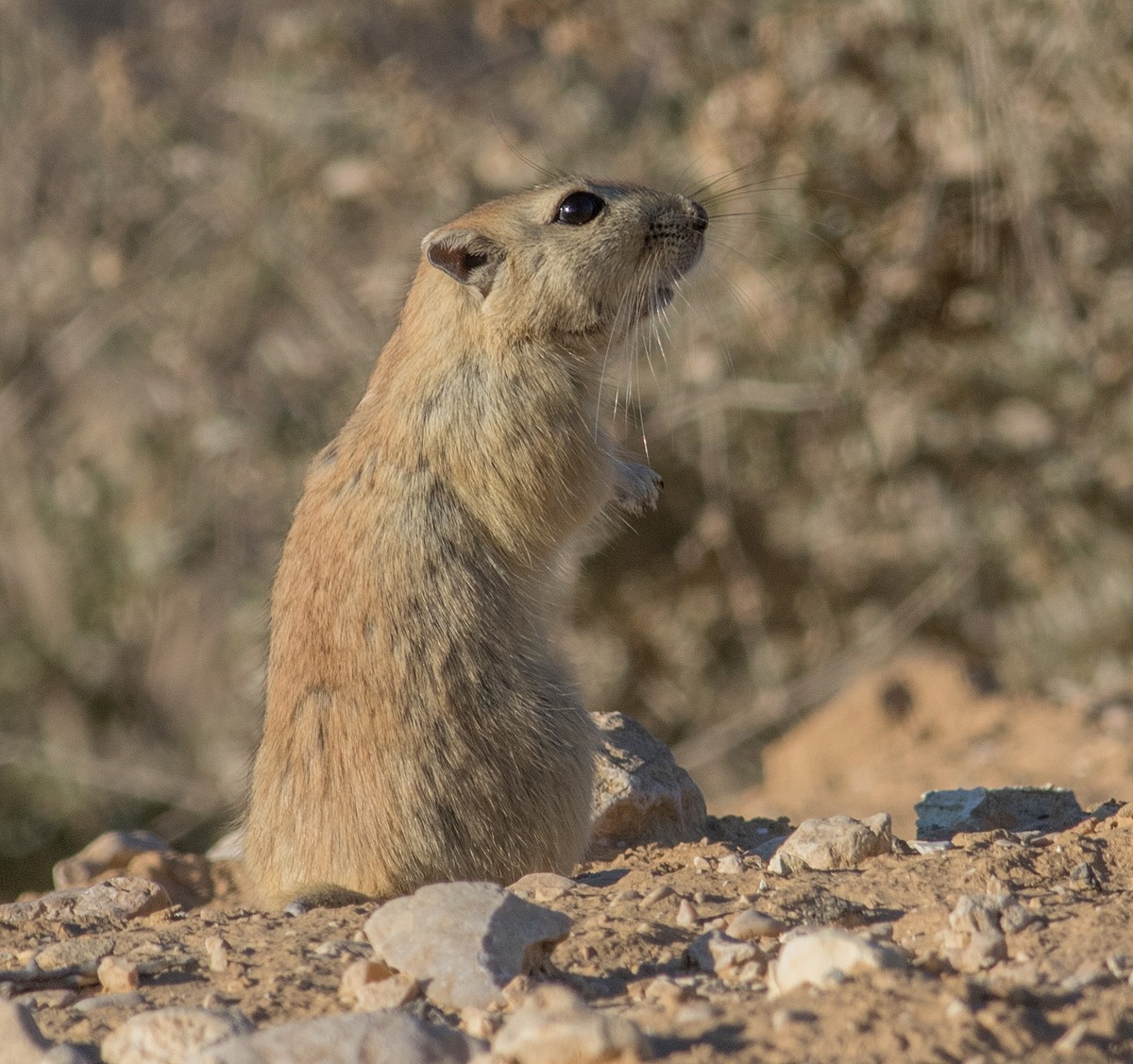 Fat Sand Rat | Natural Atlas