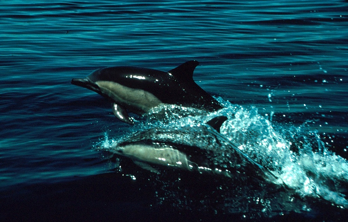 Long-Beaked Common Dolphin | Natural Atlas