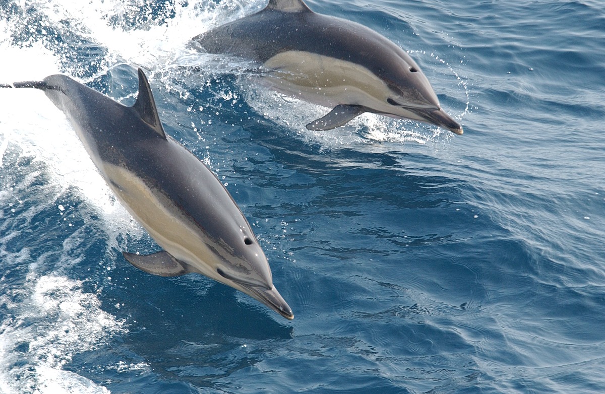 Common Dolphin | Natural Atlas