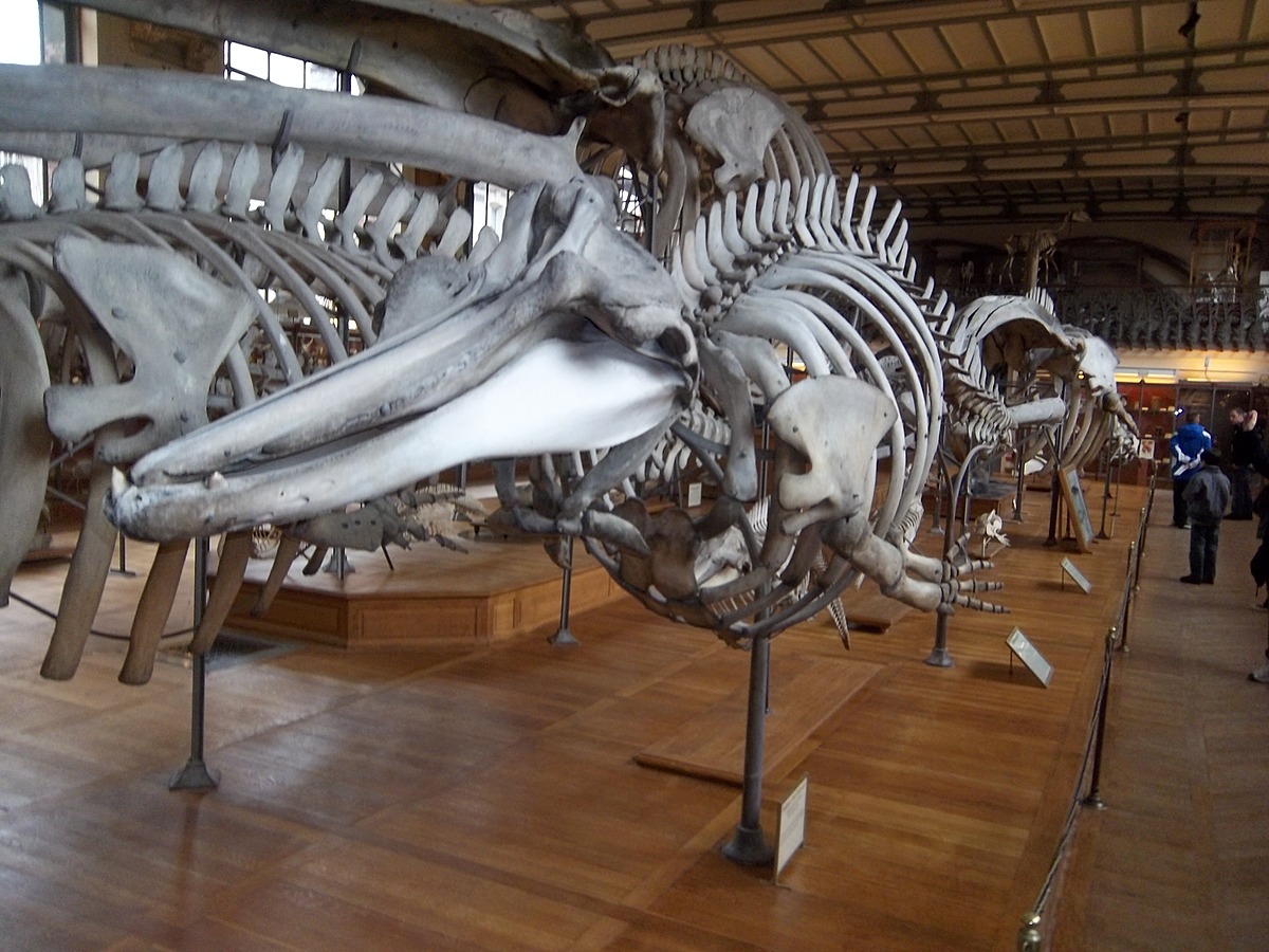 Arnoux’s Beaked Whale | Natural Atlas