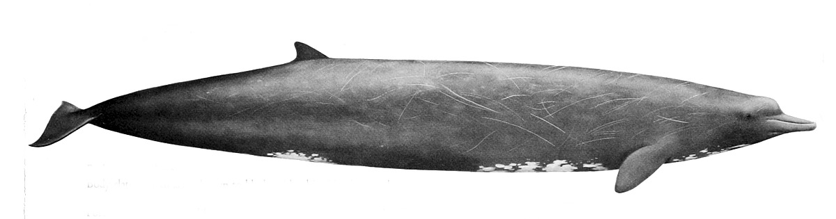 Baird’s Beaked Whale | Natural Atlas