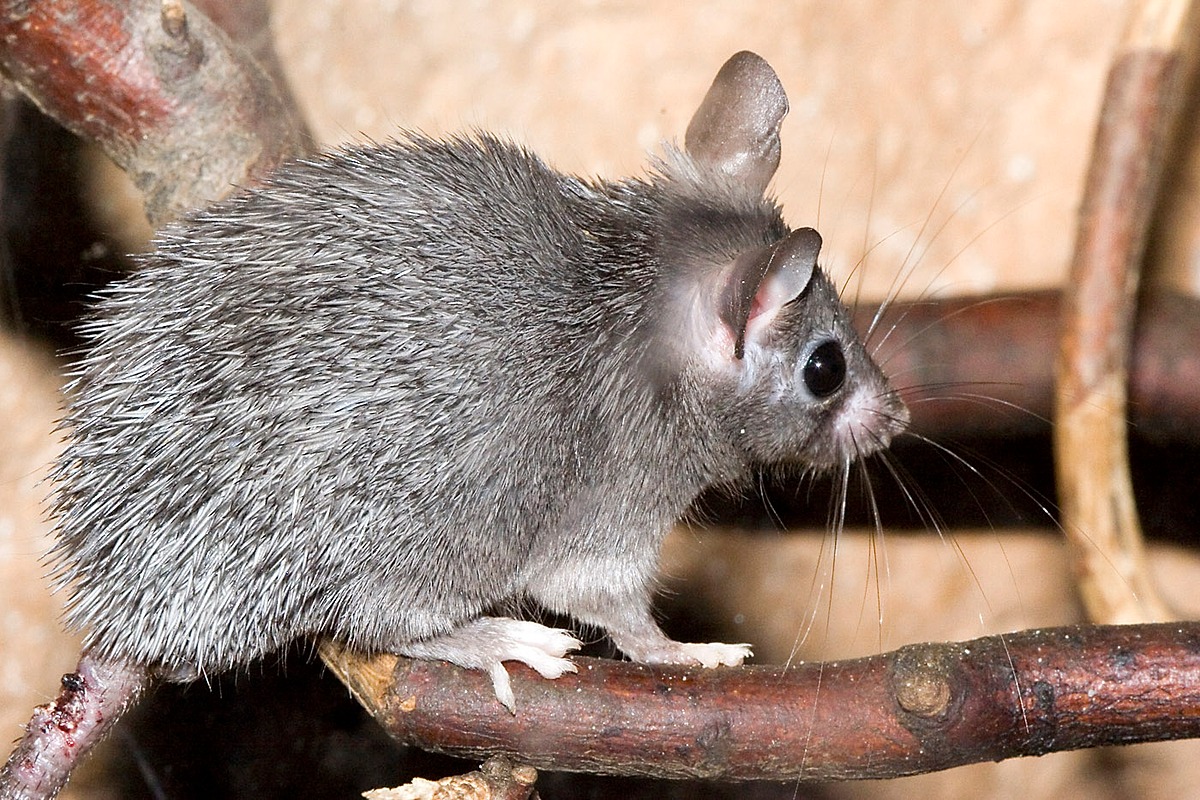 Spiny Mice | Natural Atlas