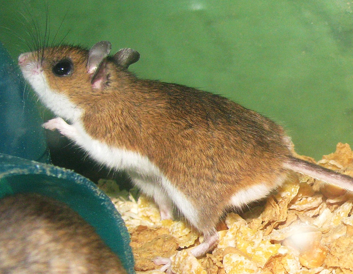 Peromyscus maniculatus | Natural Atlas