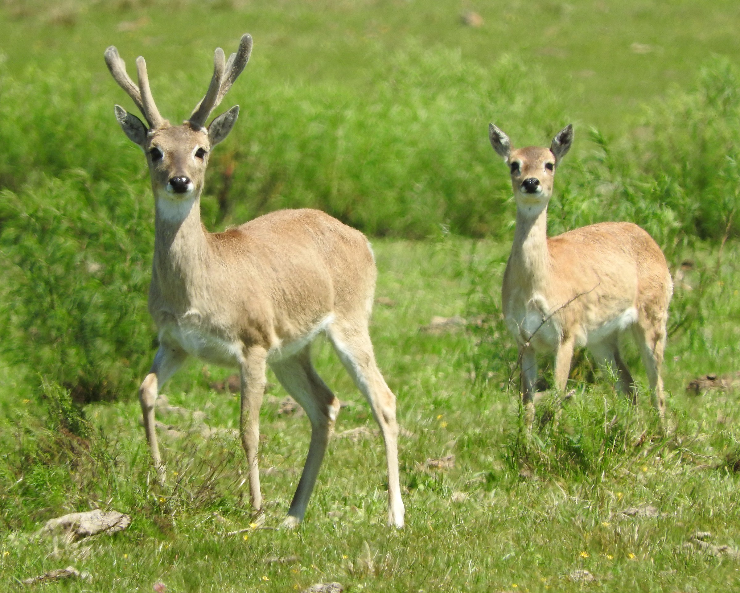 Pampas Deer | Natural Atlas