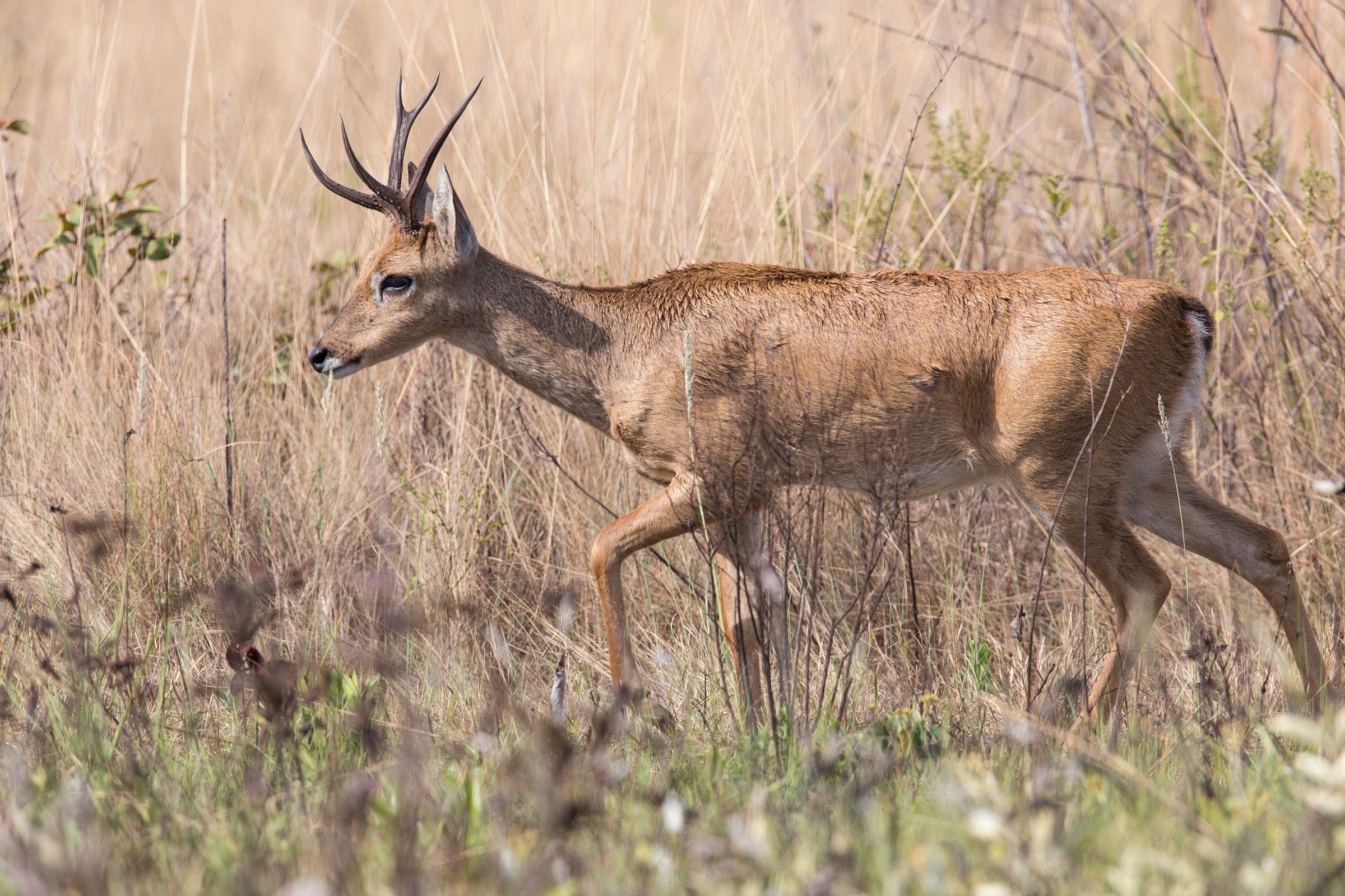 Pampas Deer | Natural Atlas