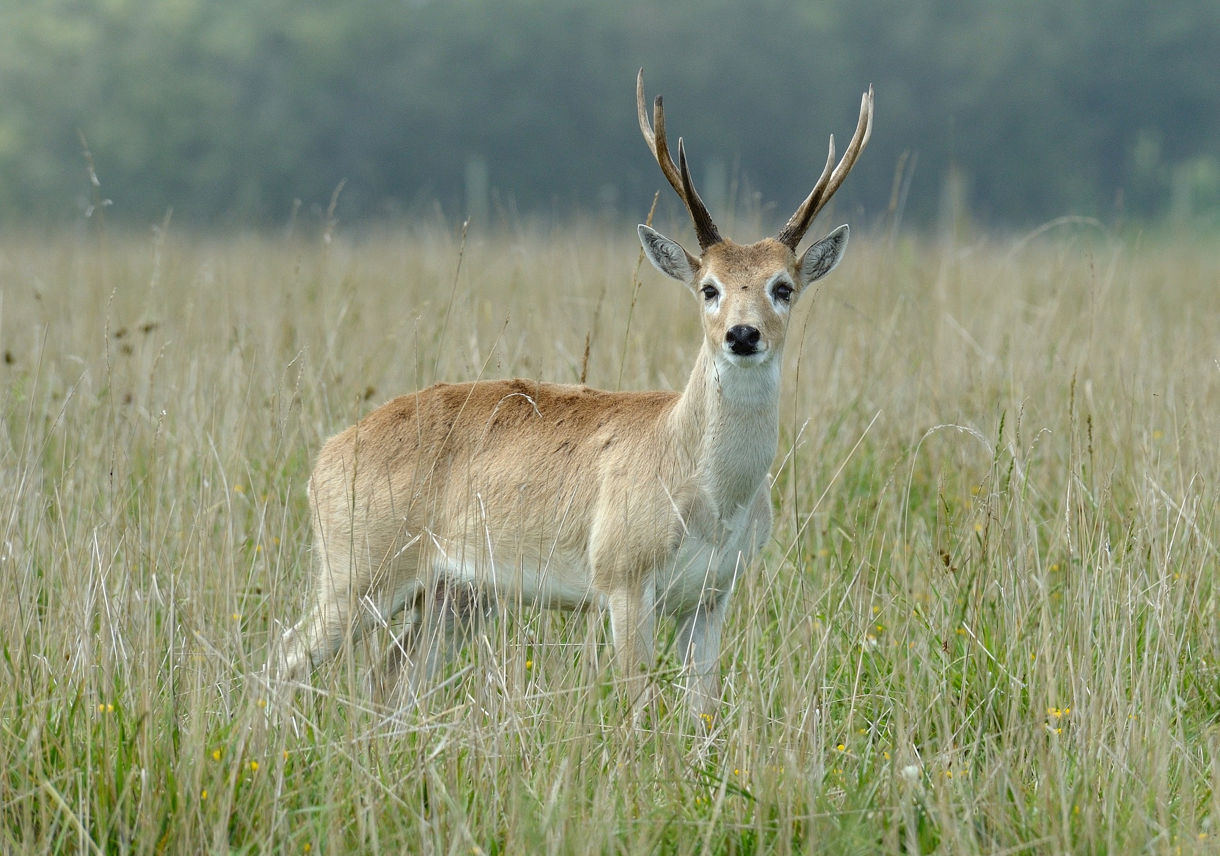 Pampas Deer | Natural Atlas