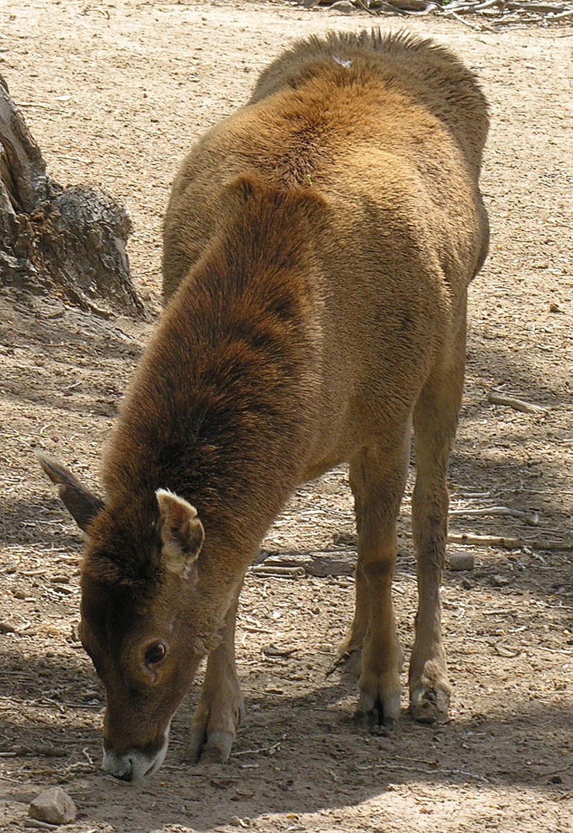 Thorold's Deer | Natural Atlas