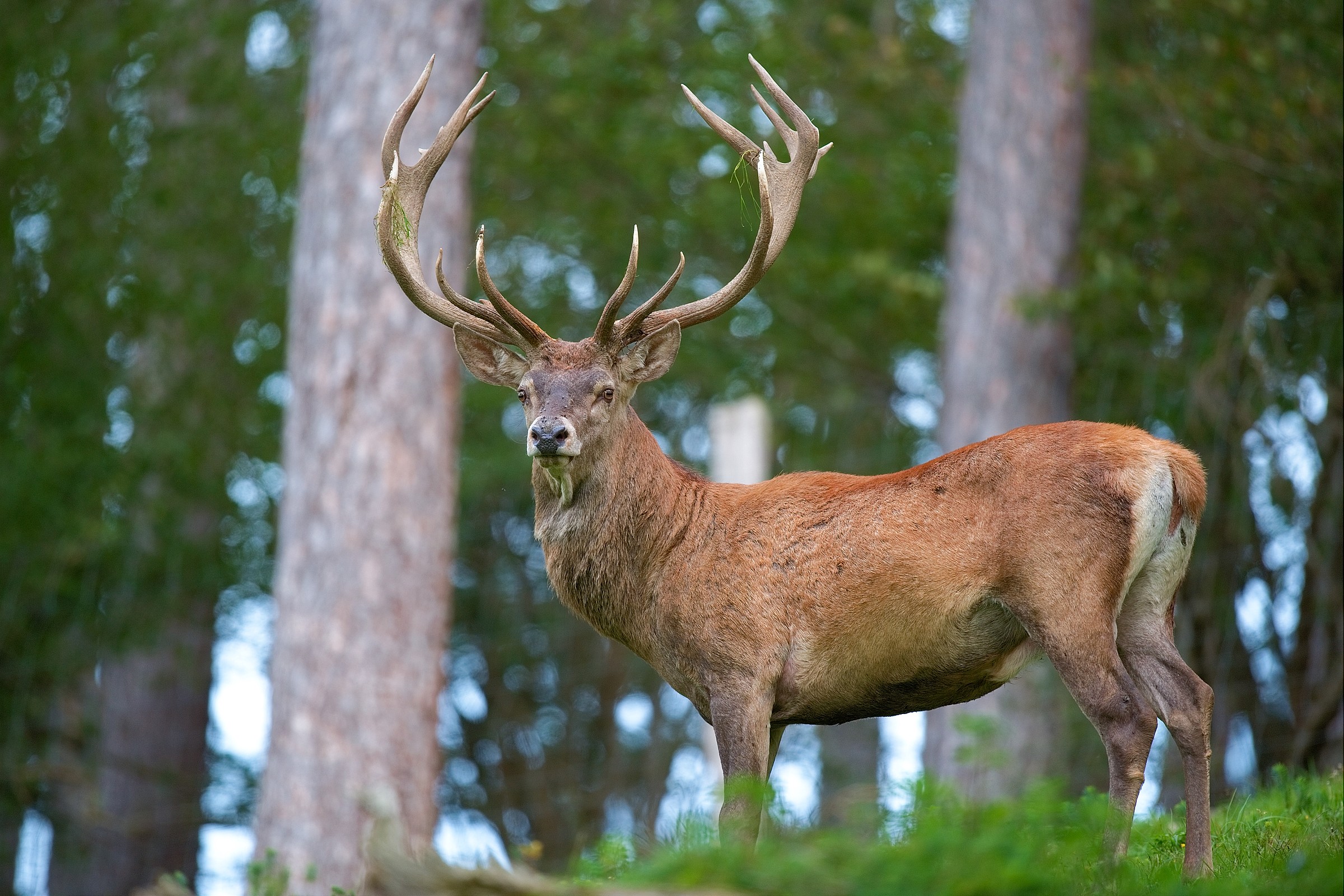 Red Deer | Natural Atlas