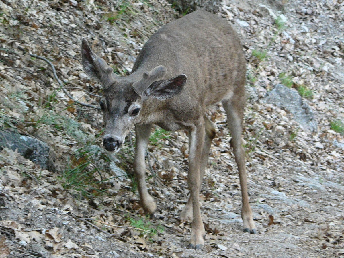 California Mule Deer | Natural Atlas