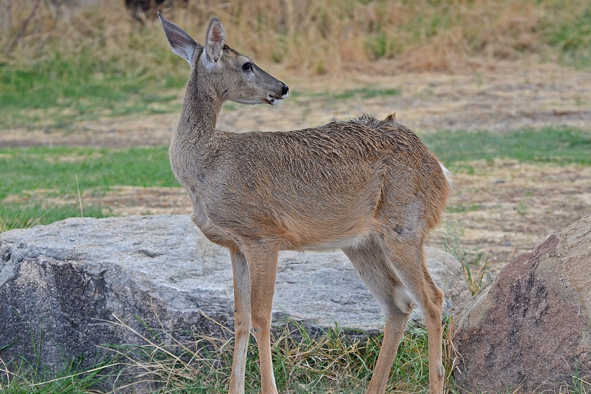 White-Tailed Deer | Natural Atlas