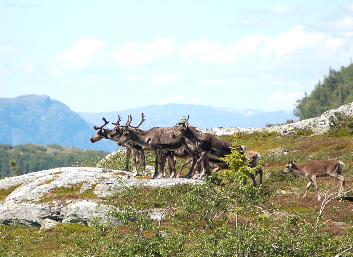 Mountain Reindeer | Natural Atlas