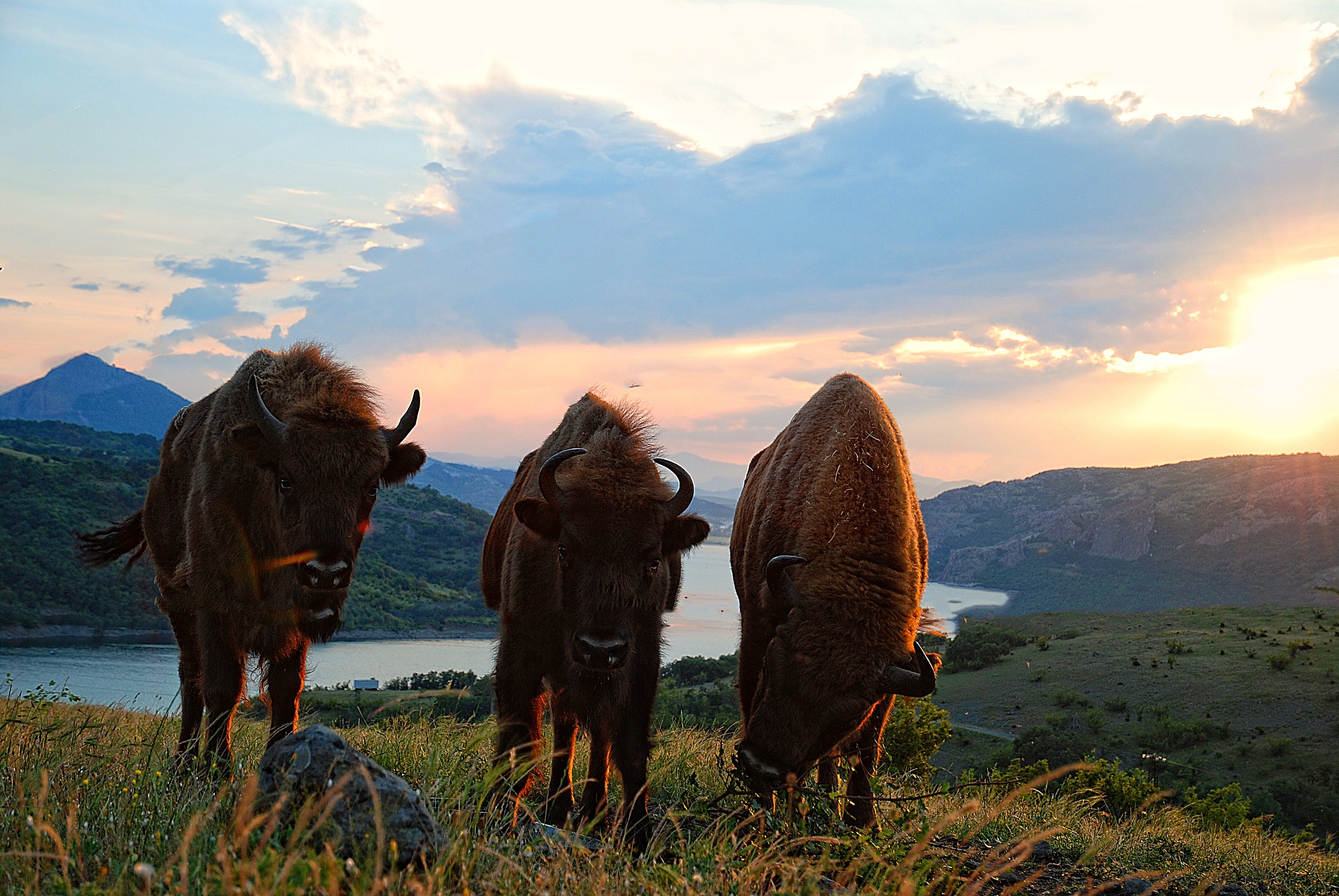 Bison | Natural Atlas