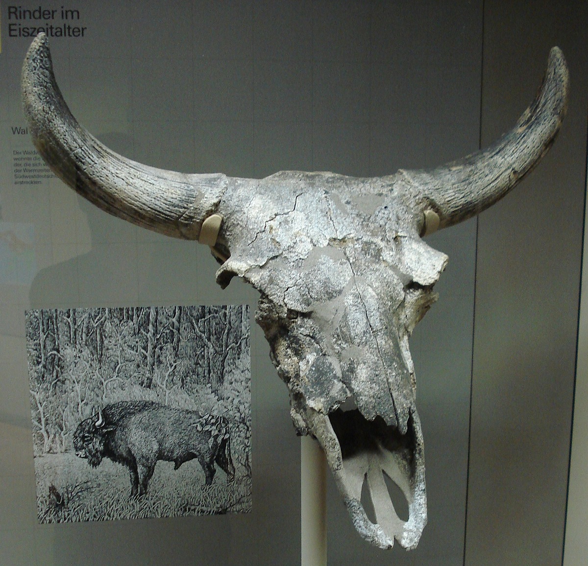 Bison | Natural Atlas