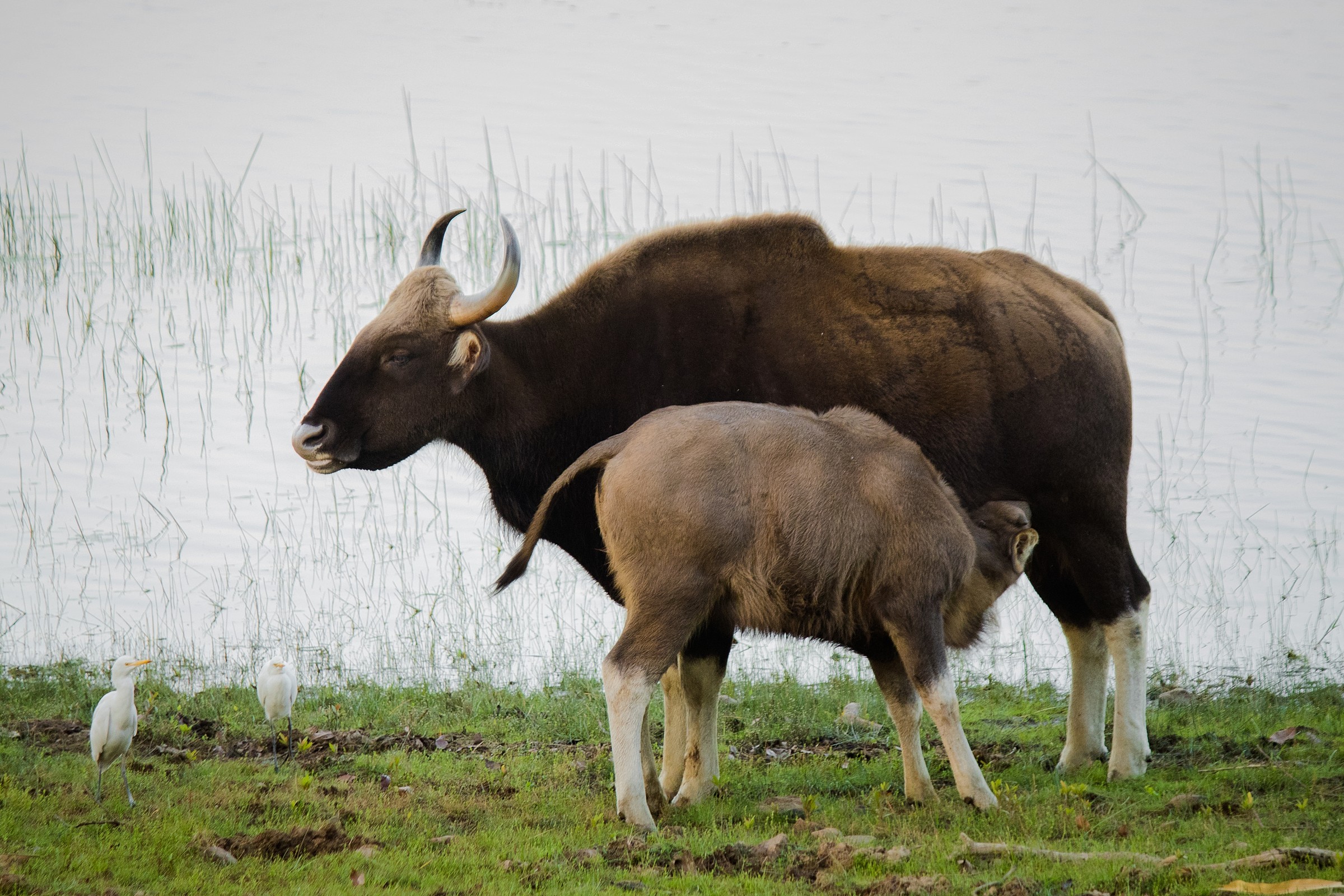 Gaur | Natural Atlas