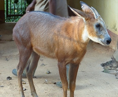 Red Serow | Natural Atlas