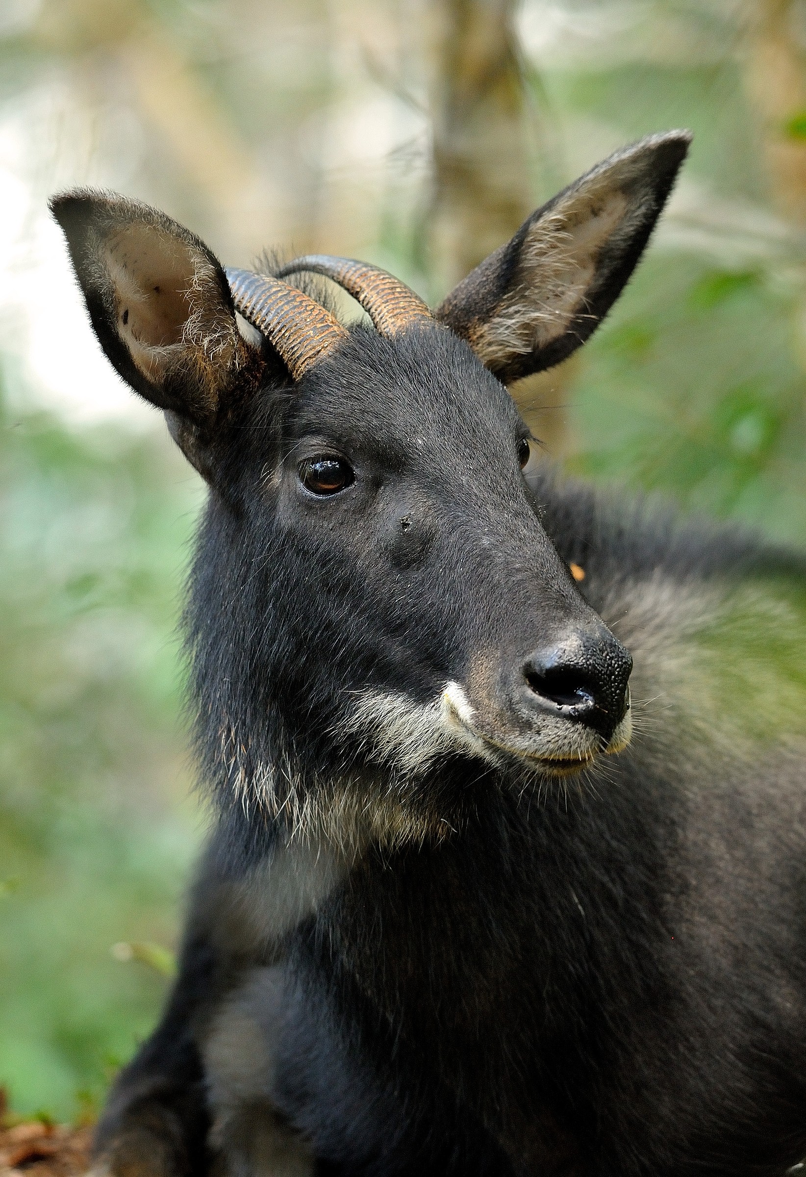 Mainland Serow | Natural Atlas