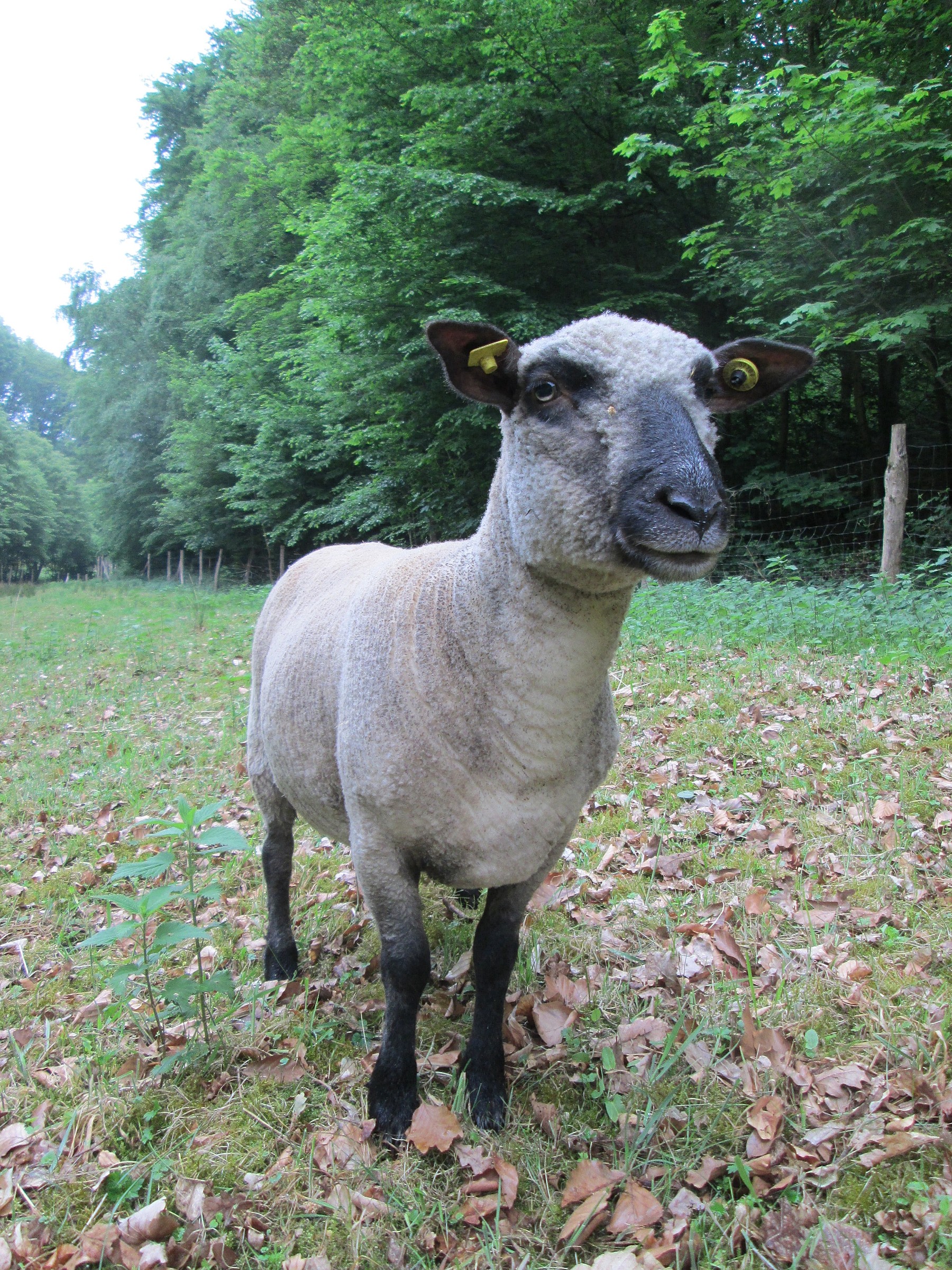 Domestic Sheep | Natural Atlas