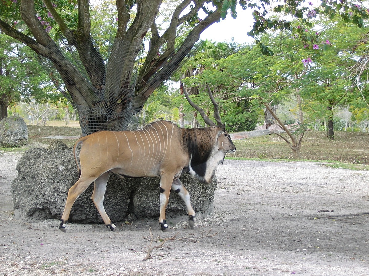 Giant Eland | Natural Atlas