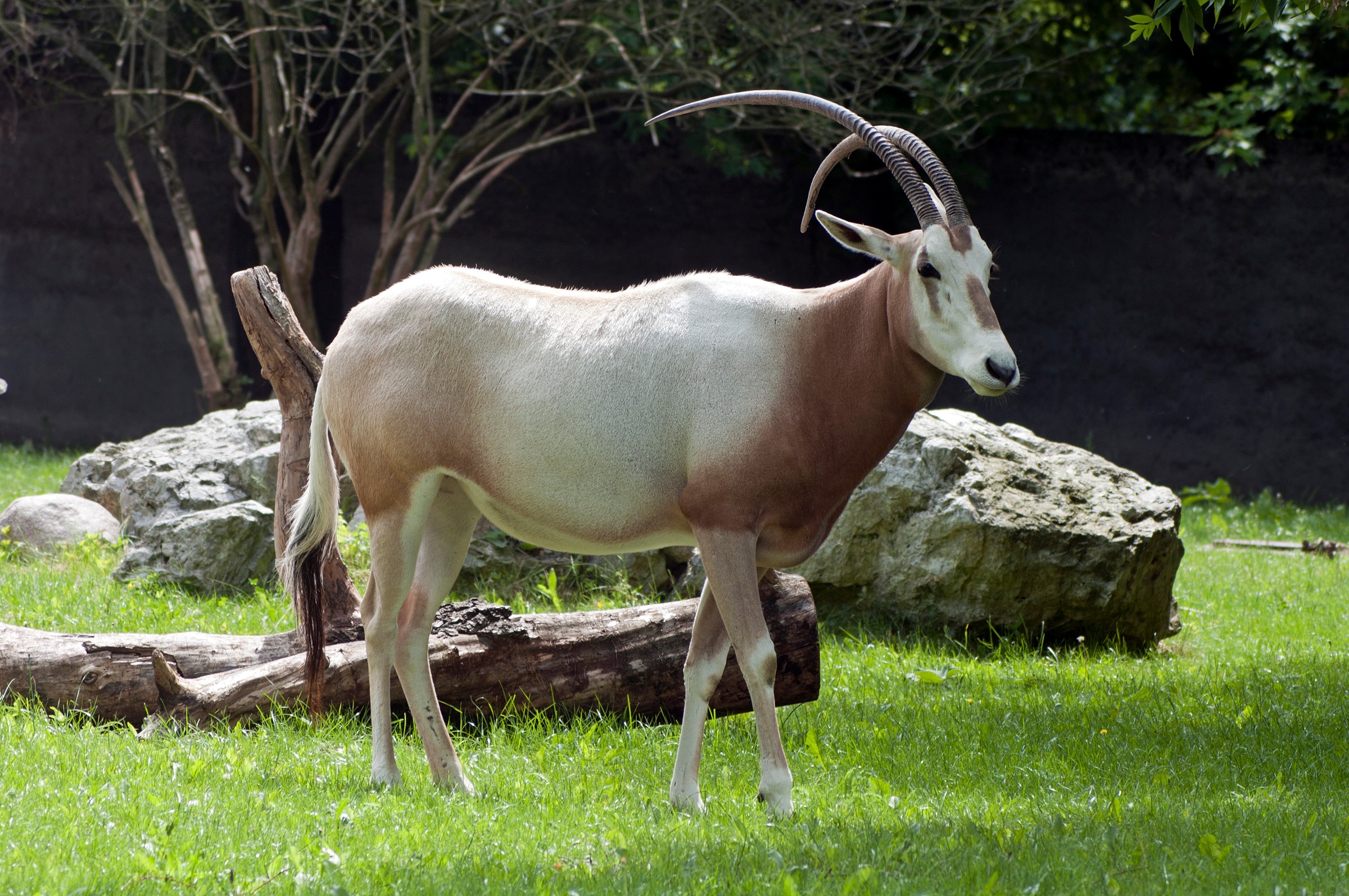 Scimitar Oryx | Natural Atlas